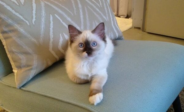 HCM in Cats Testing - How To Ragdoll Cat Cheek Swab Test - Floppycats™