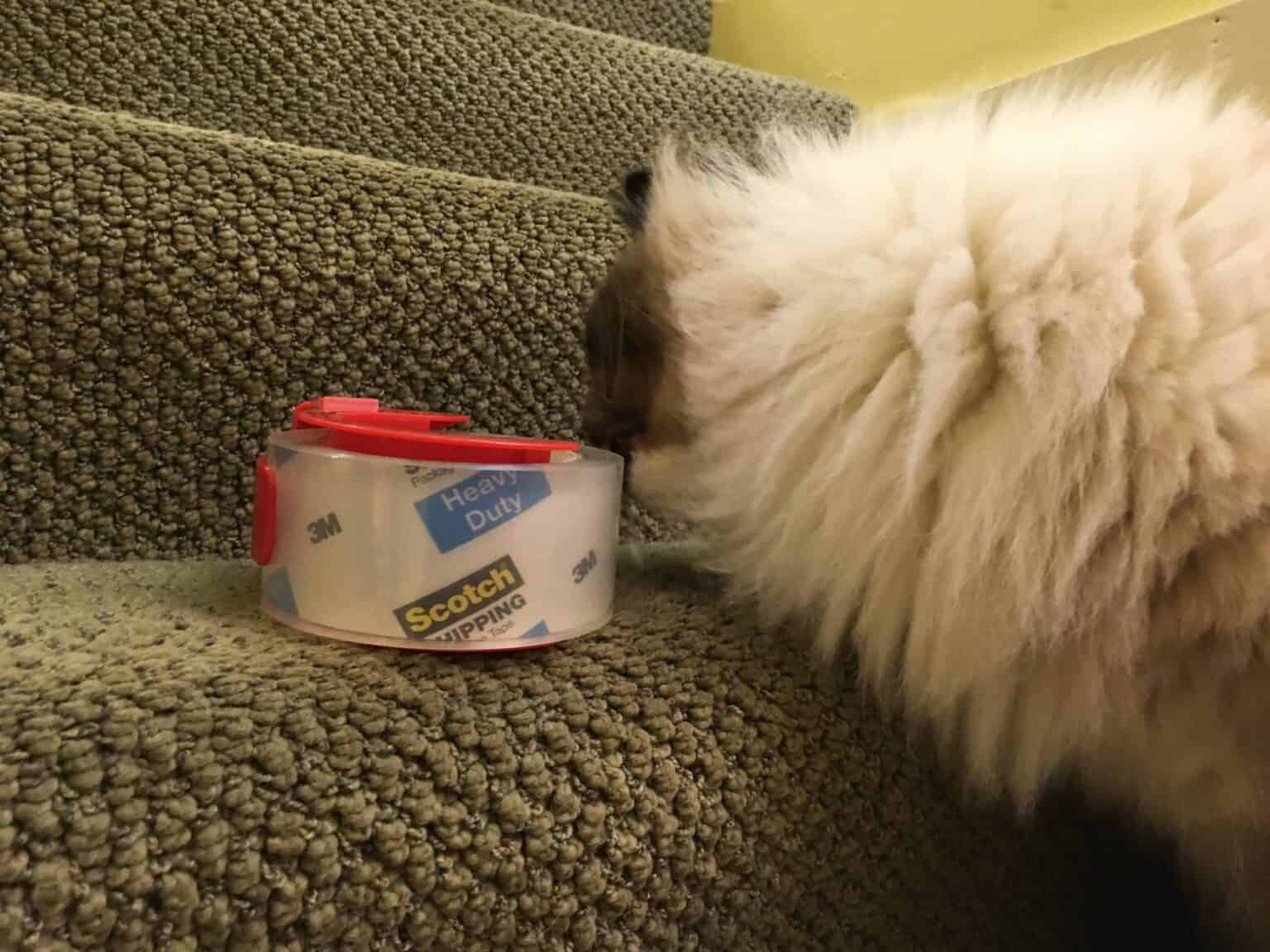 Cats and Adhesive Tape | Why Does Cat Love Adhesives on Tape?