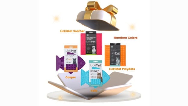 HCM in Ragdoll Cats | Hypertrophic Cardiomyopathy | Heart Disease Cats