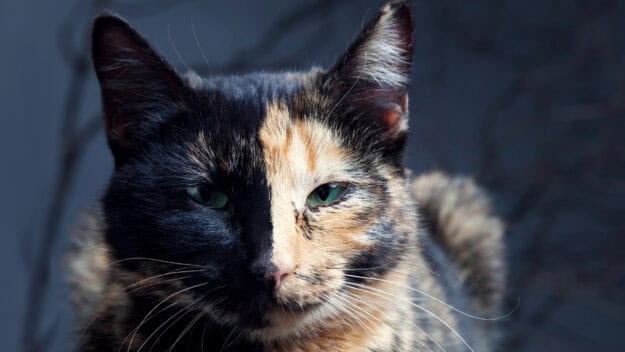 What Is a Chimera Cat? - Floppycats™