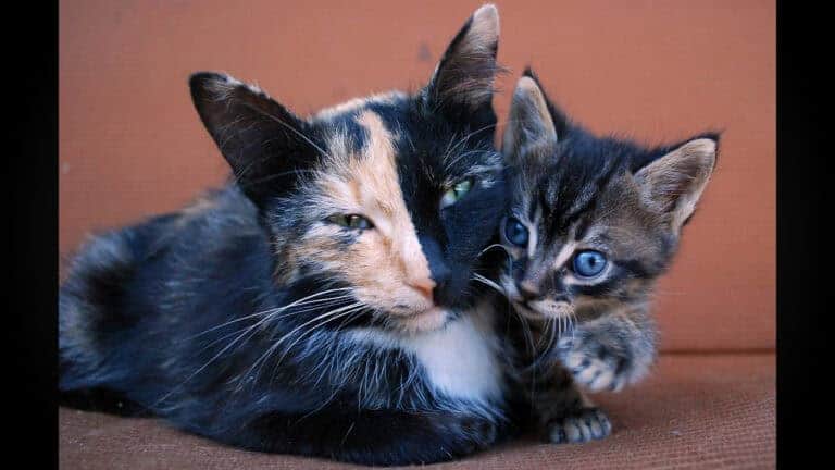 What Is a Chimera Cat? - Floppycats™